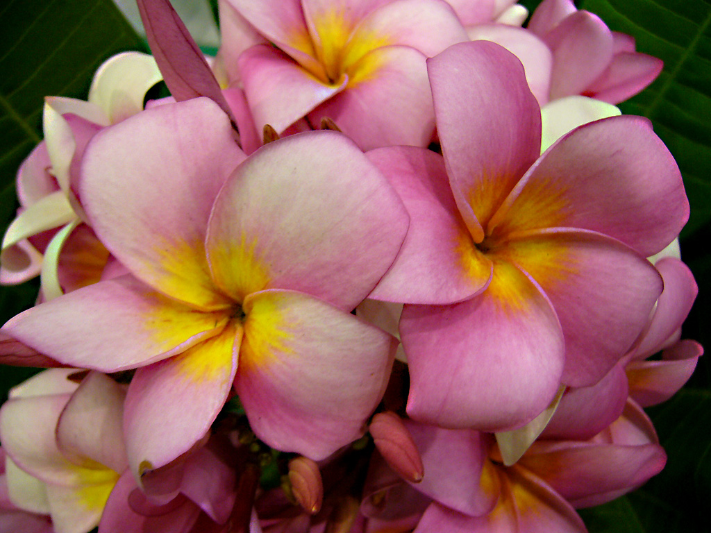 Index of /plumeria/flower/chompu_silp/