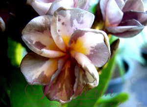 Plumeria Violet Queen