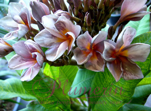 Plumeria Violet Queen