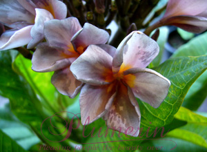 Plumeria Violet Queen